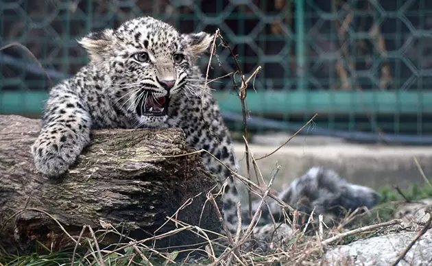 I maschi del leopardo dell'Asia centrale sono più grandi delle femmine