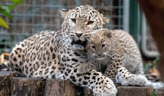 Central Asian leopards produce offspring no more than once every 1.5 years