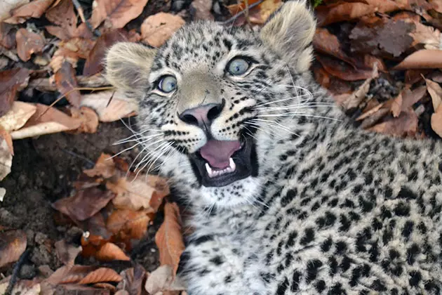 Today the Central Asian leopard is protected by law