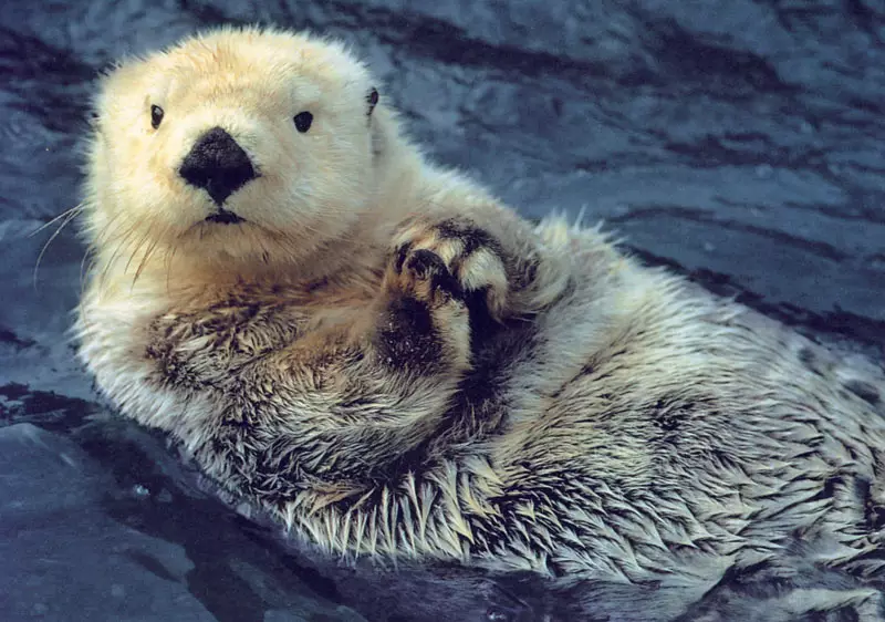 The sea otter's charm is determined by its funny appearance, multiplied by its inexhaustible friendliness.