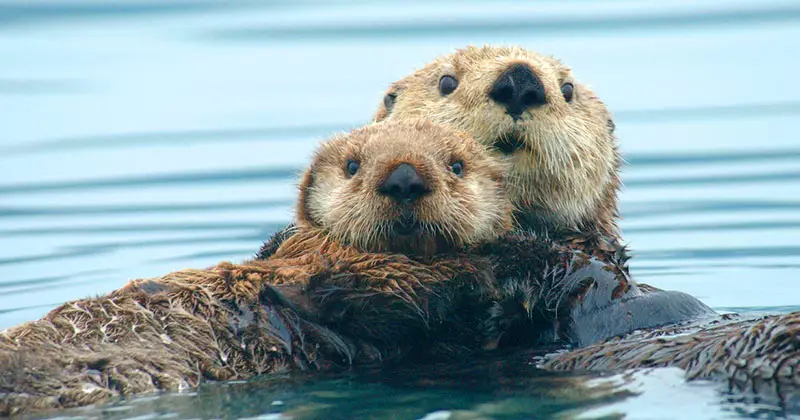 Meast fan 'e dei swaait de see -otter, lykas in float, op' e weagen mei de búk omheech