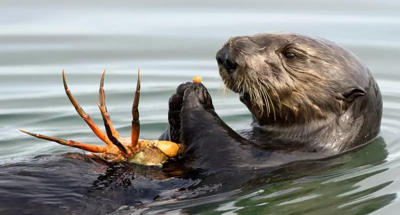 Aufsteigend hält der Seeotter einen Stein auf der Brust und klopft mit seiner Trophäe darauf.