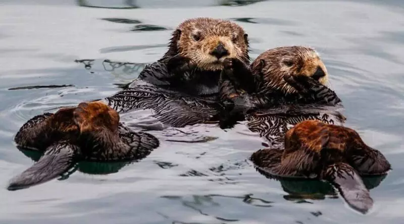 Nettsjinsteande alle ferbiedingen nimt de befolking fan see -otter stadich ôf, ynklusyf troch minsklike skuld.