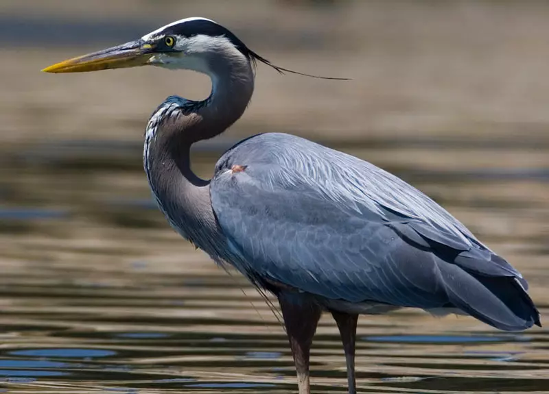 Tá an ghéineas Ardea (egrets) ina bhall de theaghlach na corónach ó ord na stoirmeacha agus aontaíonn sé éin mhóra rúitín atá ag fás ó leath mhéadar go méadar go leith