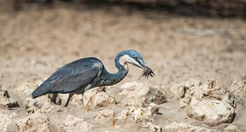 Vögel suchen tagsüber, in der Dämmerung und sogar nachts nach Nahrung, aber nicht jeder übt die Jagd im Dunkeln