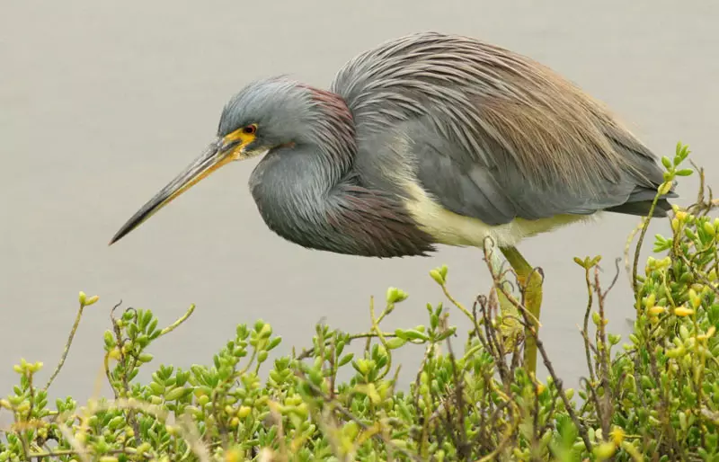 Die Gattung Ardea umfasst nach moderner Klassifikation ein Dutzend Arten