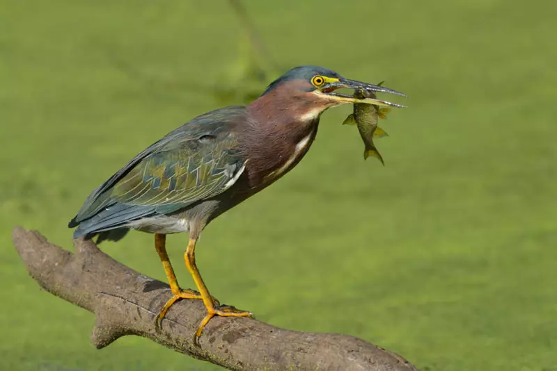 Heron sau da yawa yana bin farautar ƙasa, yana kan rassan ƙananan bishiyoyi