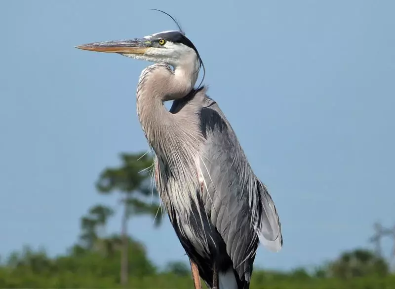 Herons suna zaune a cikin bishiyoyi ko a cikin gadaje masu yawa na Reed