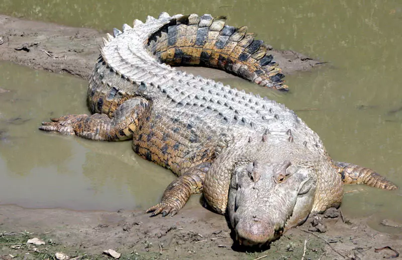Den erwuessene gesalzte Krokodil huet en zimlech breeden a knéckege Kierper.