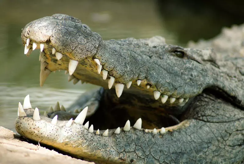 Slaná voda je jediným eurázijským krokodílom, ktorý môže obývať sladkú aj slanú vodu.