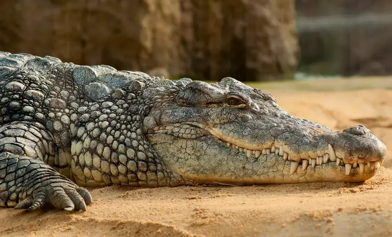 Orraztutako krokodiloak itsasoz distantzia luzeak egiteko duen gaitasuna dela eta, narrasti honek krokodilo guztien artean habitatik handiena du.
