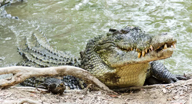 Dospělí česaní krokodýli prakticky nemají přirozené nepřátele.