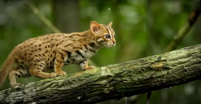 El gato de manchas oxidadas vive en bosques caducifolios secos, arbustos, praderas y zonas rocosas.