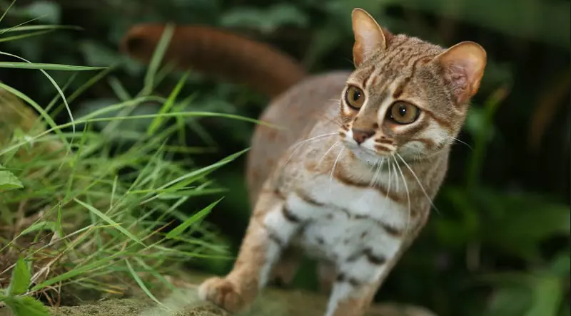 印度生锈的斑点猫在春天分娩。