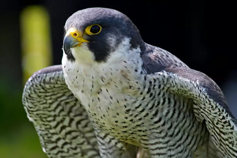 Peregrine falcon არის ერთ ერთი ყველაზე ბრწყინვალე მტაცებელი ფრინველი მთელ მსოფლიოში.