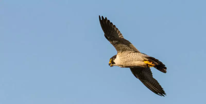 Peregrine Falcons are birds found in most countries in America, Australia, Asia, Europe and Africa, with the exception of the sugar desert.