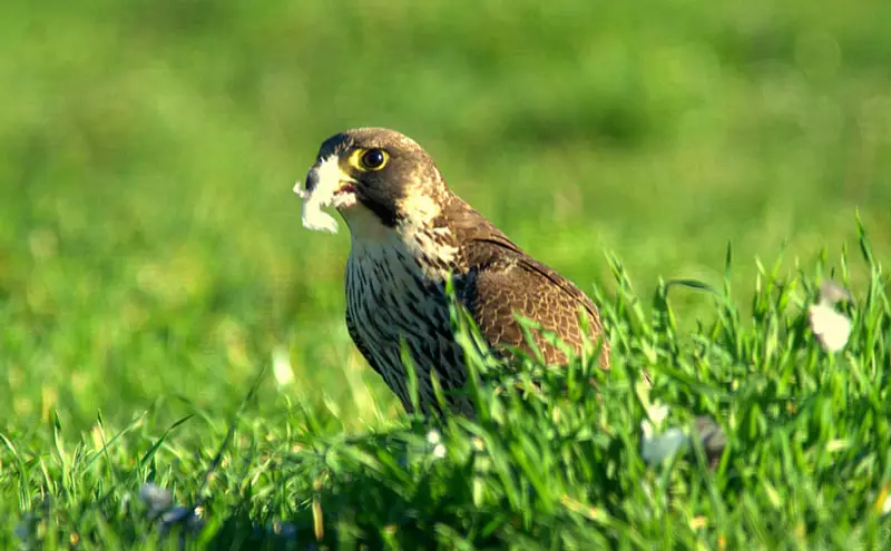 Peregrine Falcon ir vientuļš putns