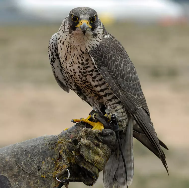 The peregrine falcon currently has a high scientific and social status.