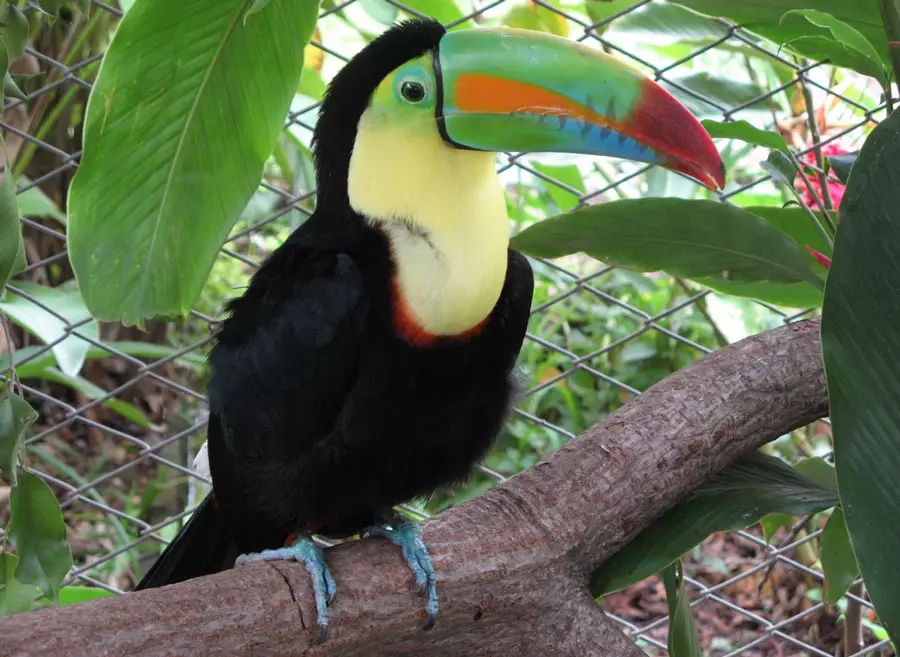 Toucans manyan tsuntsaye ne, girmansa kusan 40-60 cm, ya danganta da nau'in da jinsi na tsuntsu.