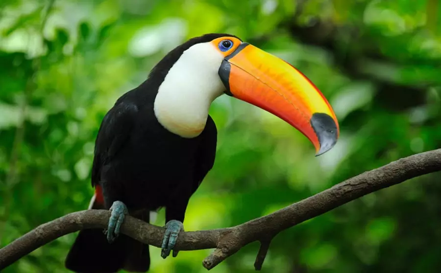 Ndị Toucans bụ nnụnụ na -eme mkpọtụ, ndị oku ha na -agbasa gafee oke ọhịa.