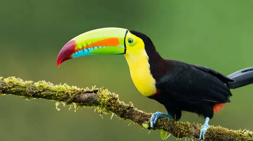 Toucan - hoto, bayanin, yanki, abinci, abokan gaba, yawan jama'a 564_3