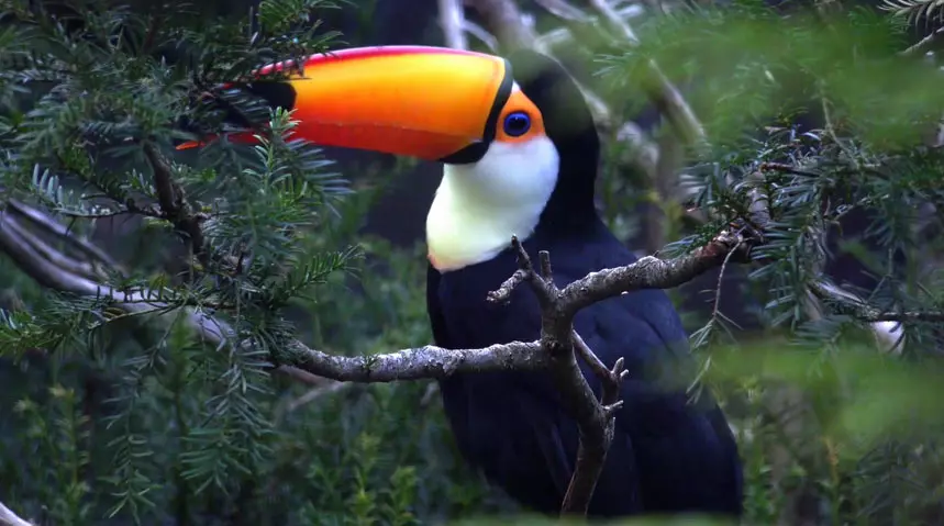 Toucans suna ƙirƙirar ma'aurata na shekaru da yawa kuma bayan haka galibi basa canza abokin tarayya.