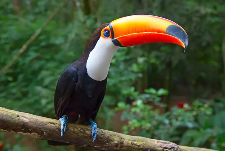 Nettsjinsteande it feit dat de populaasje fan dizze fûgels grut genôch is, wurde guon fan 'e toucan -soarten beskerme.