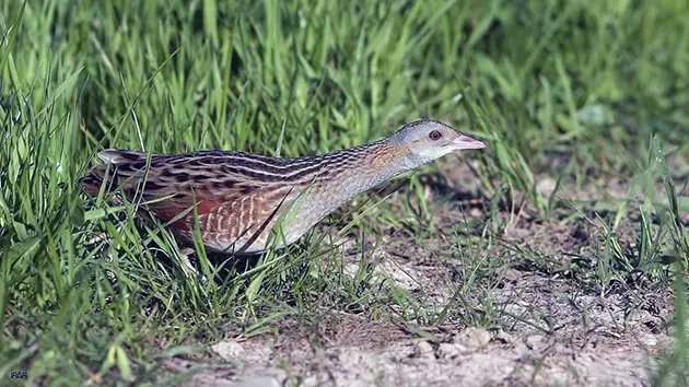 Awọn ẹyẹ Corncrake