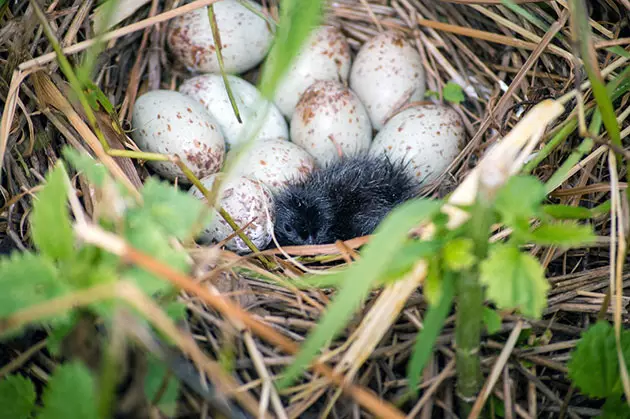 Nwa nnụnụ Corncrake nọ n'akwụ