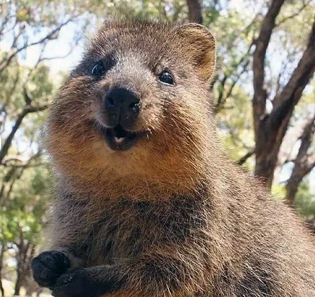 Quokka o canguro de cola corta