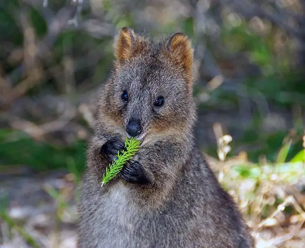 Quokka come alimentos vegetales