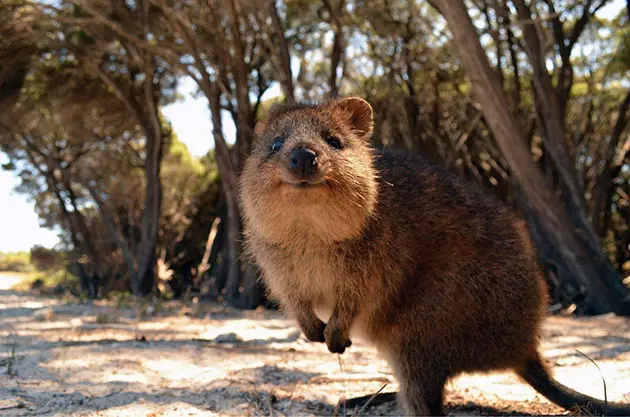 Basoko zein etxeko animaliek mehatxatuta daude quokka