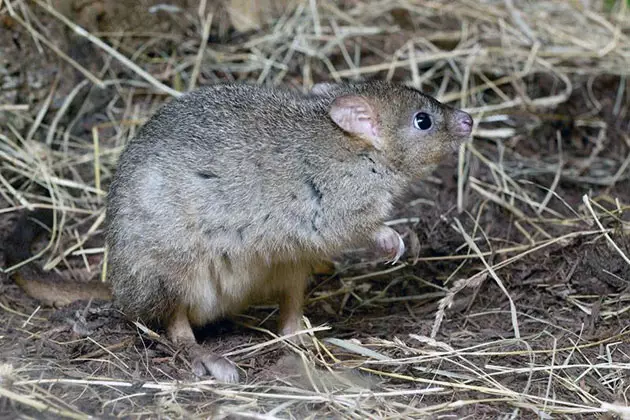 Životinje Australije - klokan kratkog lica