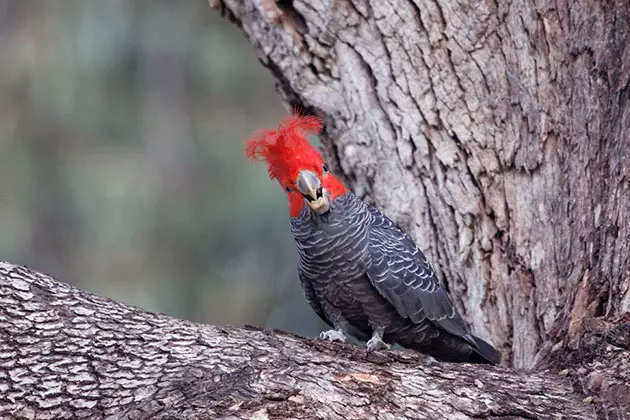 Animale din Australia - Cocotă cască