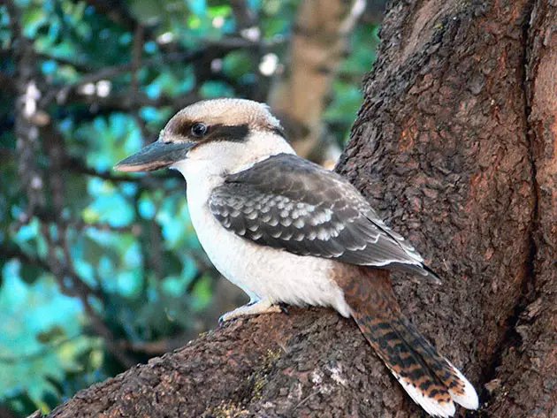 Tiere Australiens - Lachender Kookabara