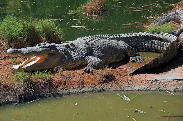 Životinje Australije - slani krokodil