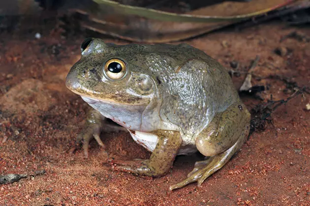 Australian eläimet - Litteäpäinen lapio