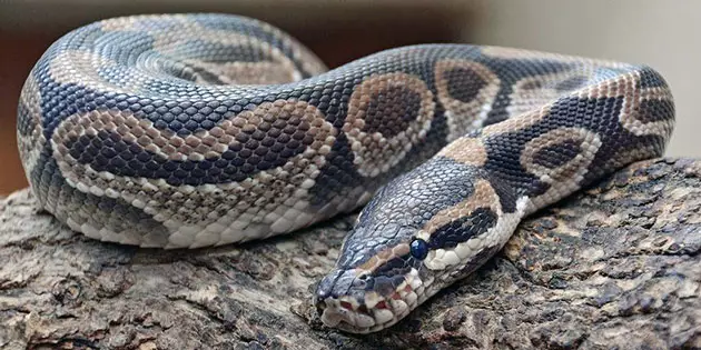 Diere van Australië - Rombiese luislange