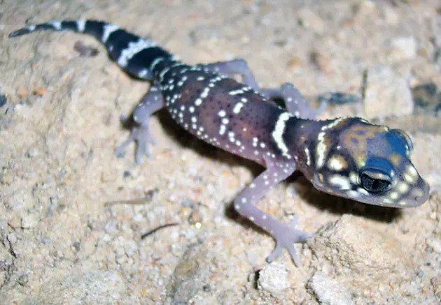 Animale din Australia - Gecko cu coadă grasă