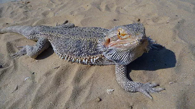 Tiere Australiens - Barteidechse