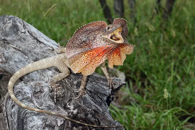 Australian eläimet - Frilled Lizard