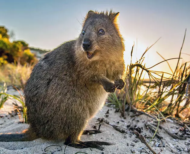 Животни на Австралия - Quokka или късоопашато кенгуру