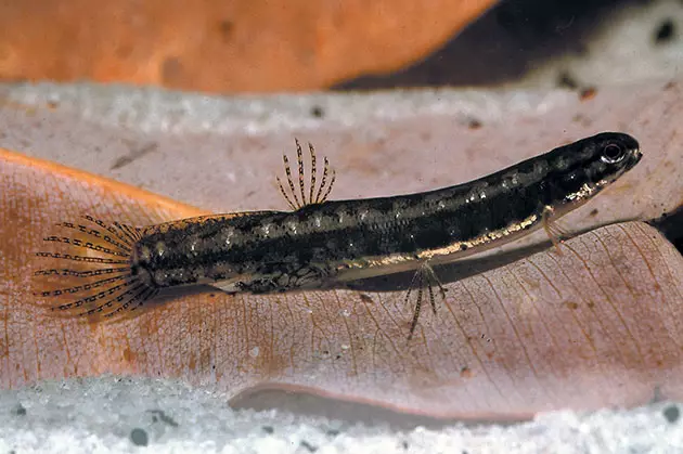 Zwierzęta Australii - Salamandra Lepidogalaxia