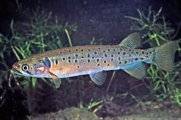 Austraalia loomad - täpiline galaktika