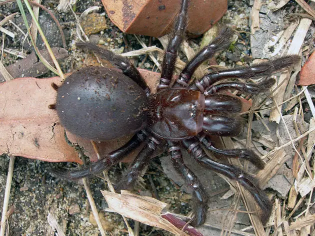 Australian eläimet - Sydney Leukopaut Spider