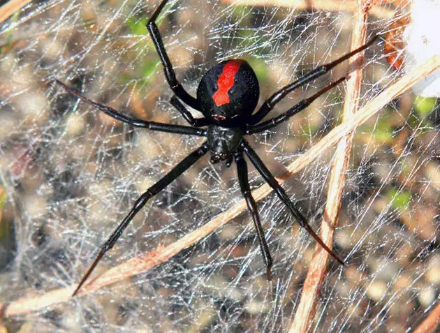 Tiere Australiens - Rotrückenspinne