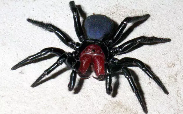 Biby any Australia - Mouse Spider