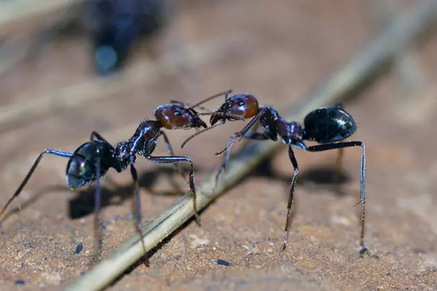 Biby any Aostralia - Meat Ant