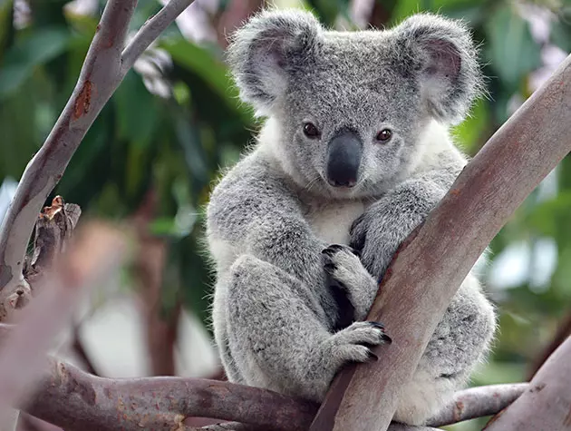 Tiere Australiens - Koala