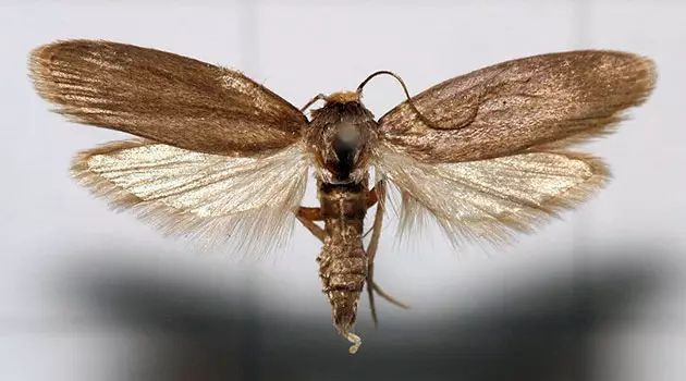 Australian eläimet - Cactus Moth